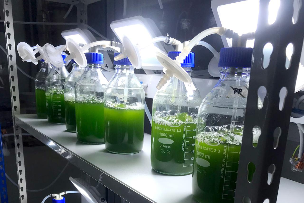 Chlorella vulgaris made it to the next step